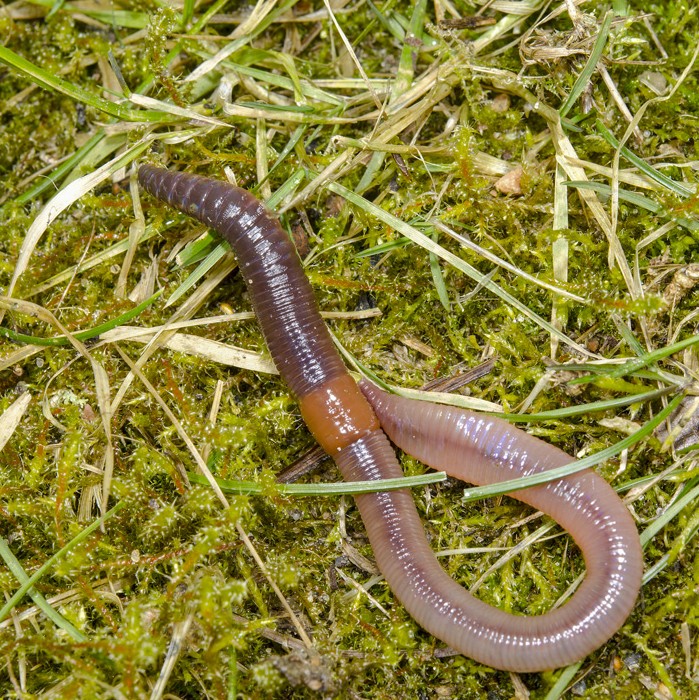 LE VER DE TERRE, ALLIÉ DE NOS JARDINS – Bienvenue au Moulin de Hausse ...